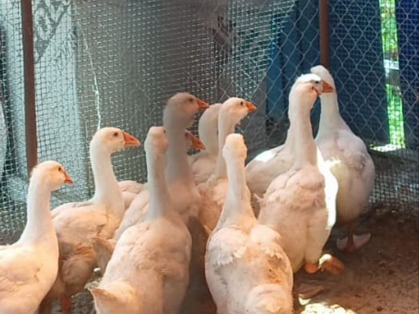 Продам.Гусята породы Линда,1,5 месячные