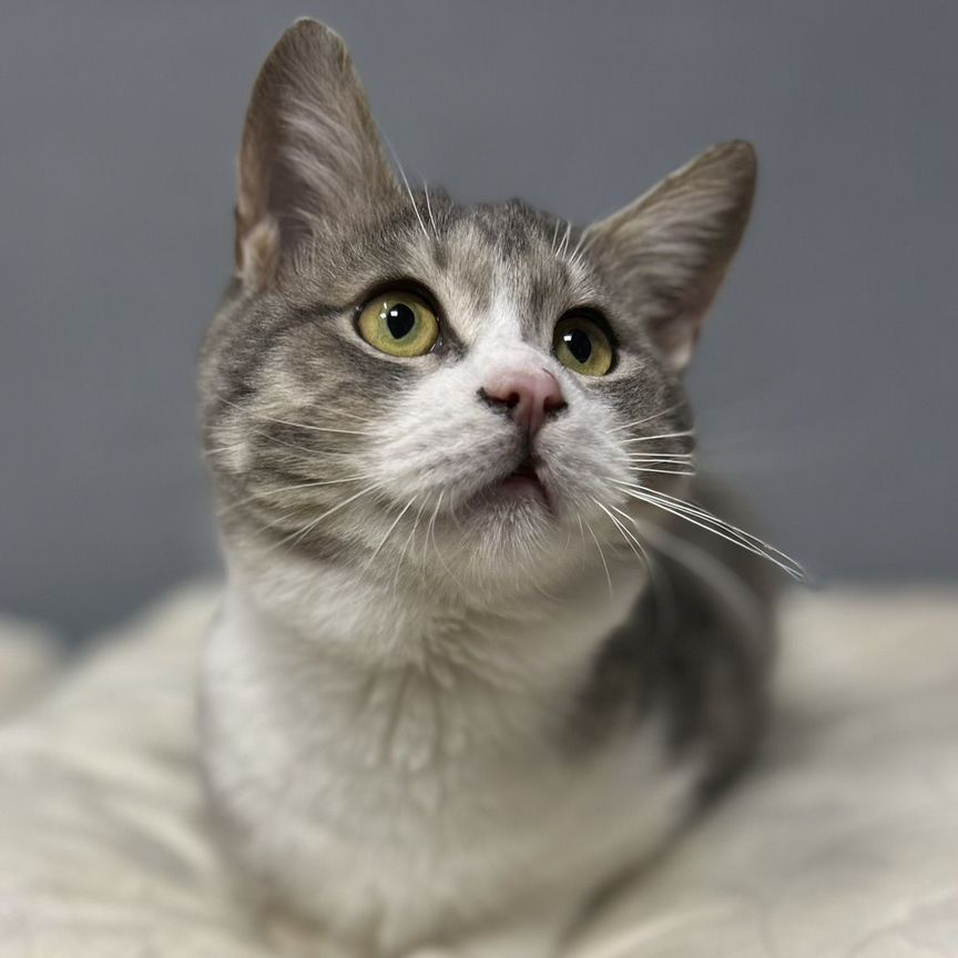 Котёнок Митя 5,5 месяцев