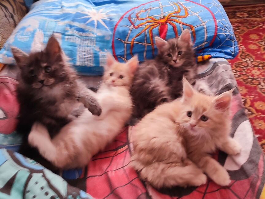 Котики Котята мейн-кун