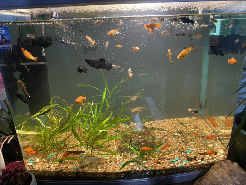Аквариум с рыбками