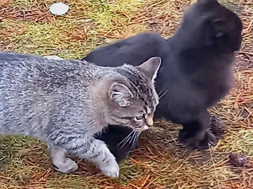 Котята
