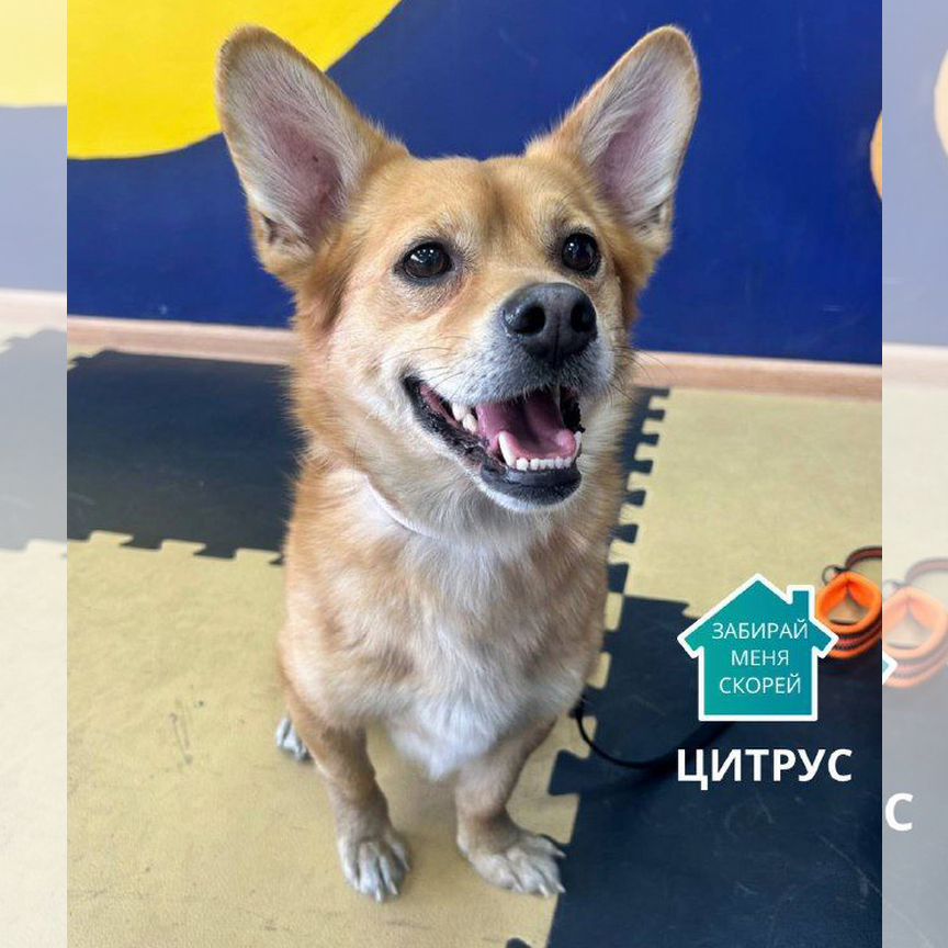 Взрослый пёс из приюта