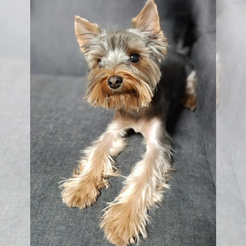 Продам Йоркширского терьера 1год