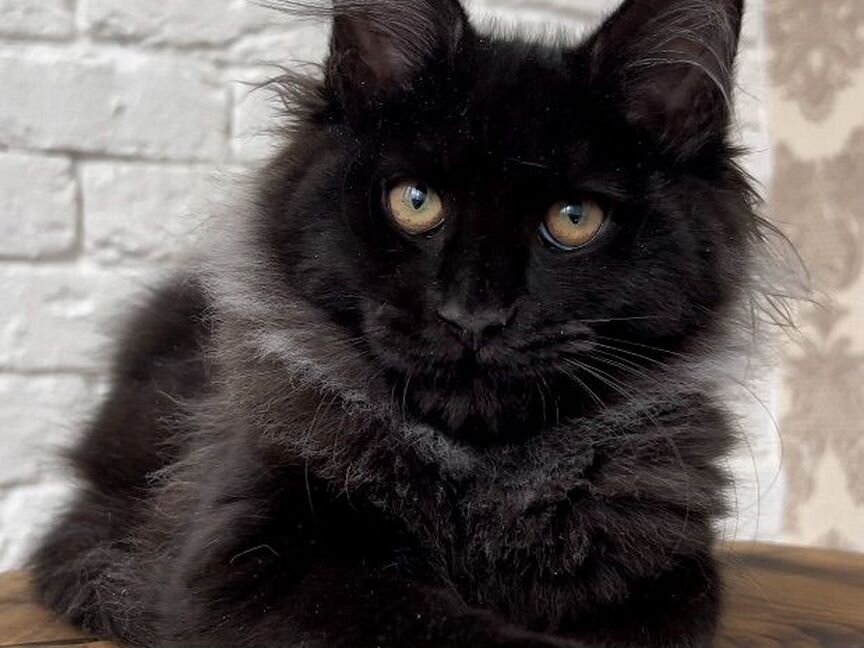 Мейн-кун