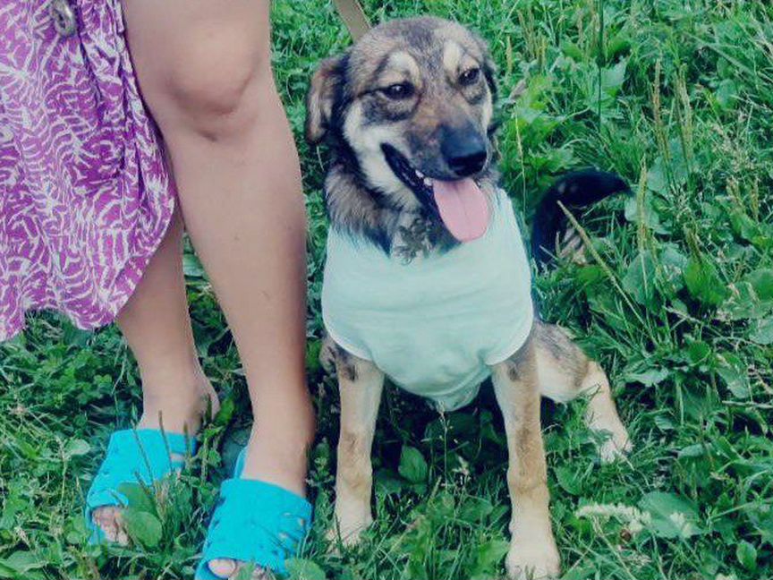 Щенок в добрые руки бесплатно