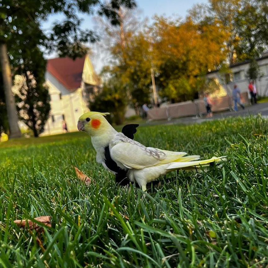 Попугай корелла