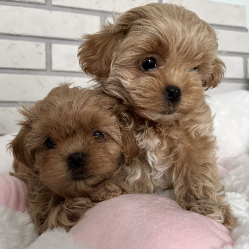 Мальтипу, щенок