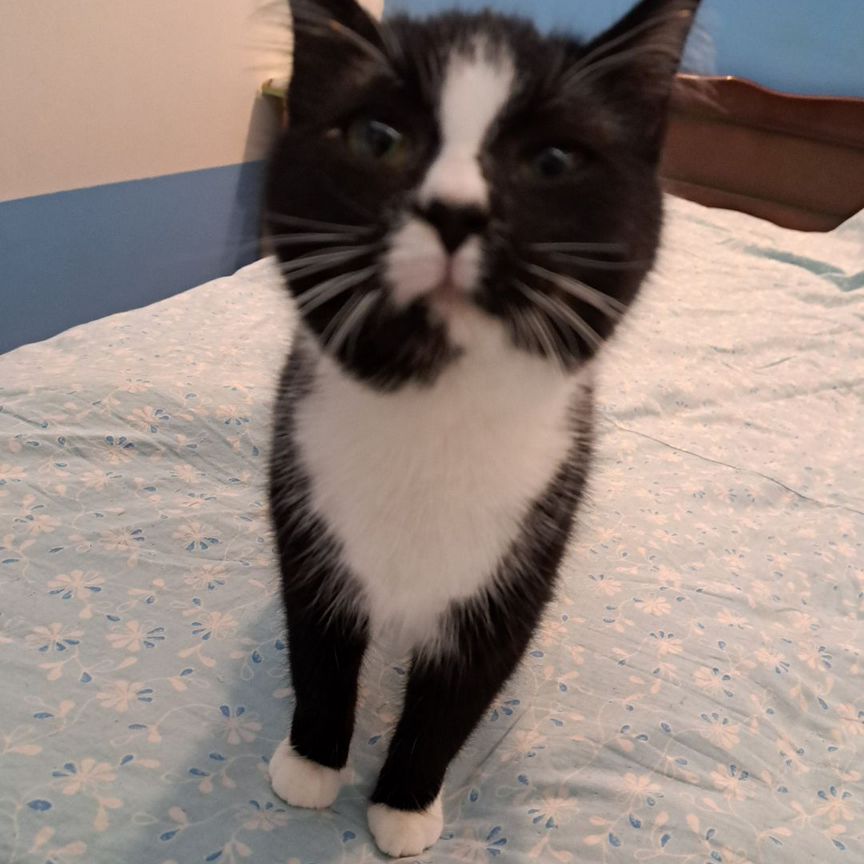 Лаская Фея 5 м ищет дом (частный приют)