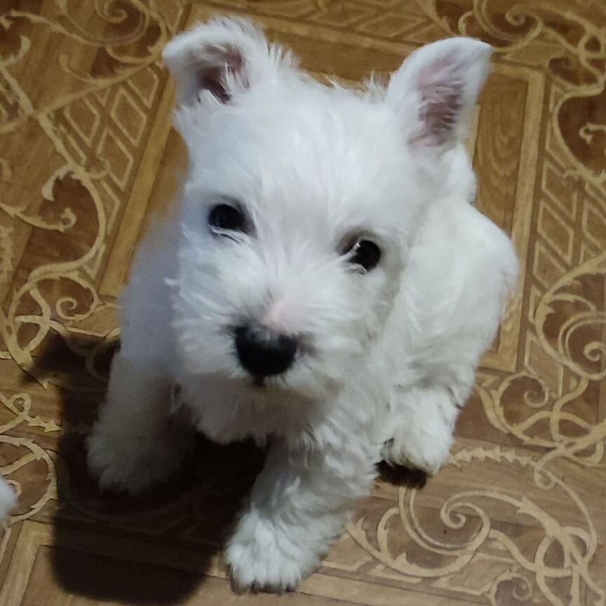 Вест-хайленд-уайт-терьер, щенок