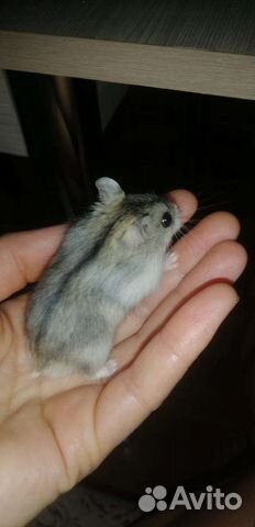 Джунгарский хомяк