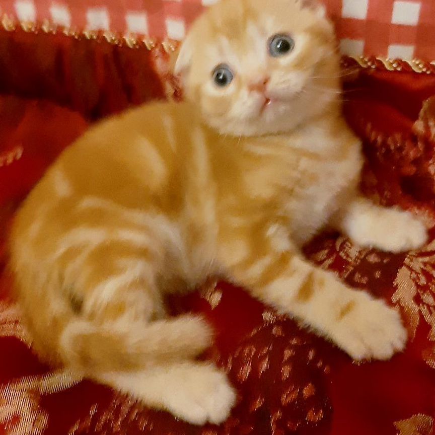 Шотландские котята