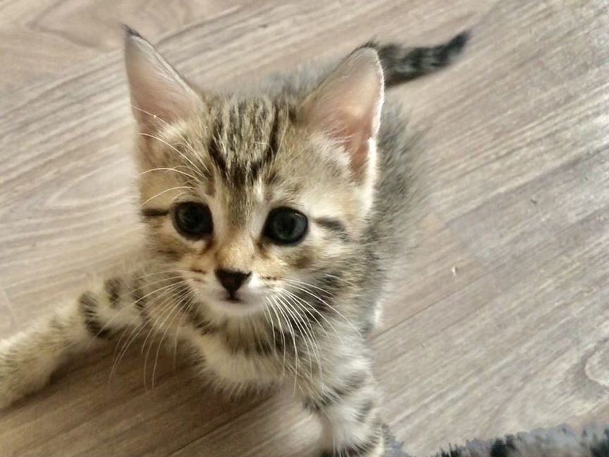 Котята от Египетской Мау и Сафари