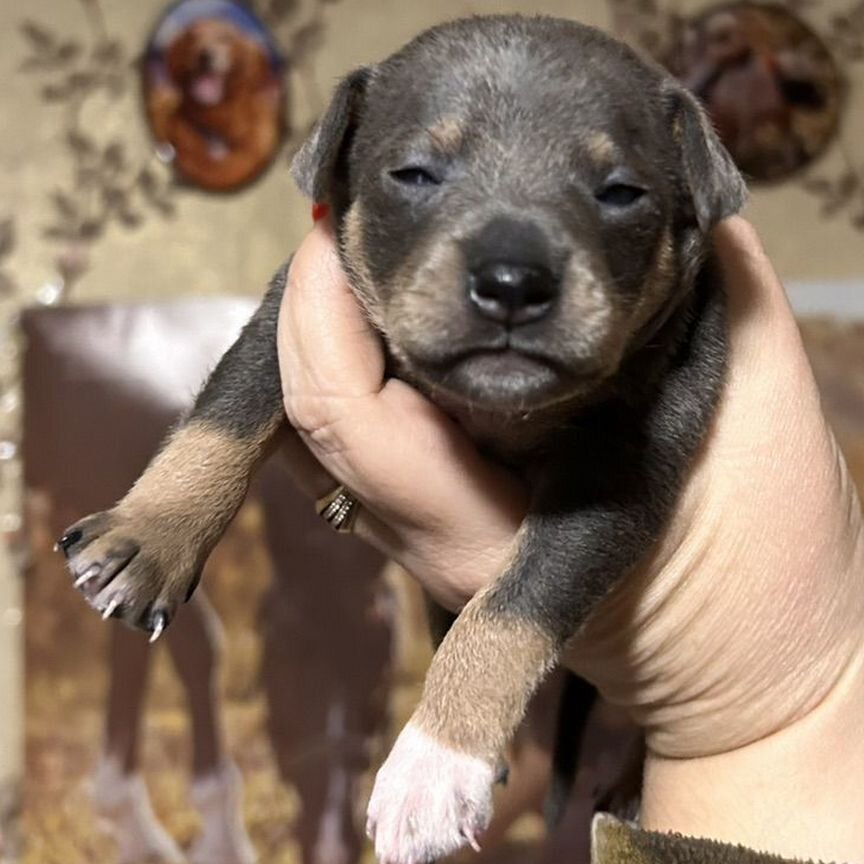 Русский той-терьер, щенок