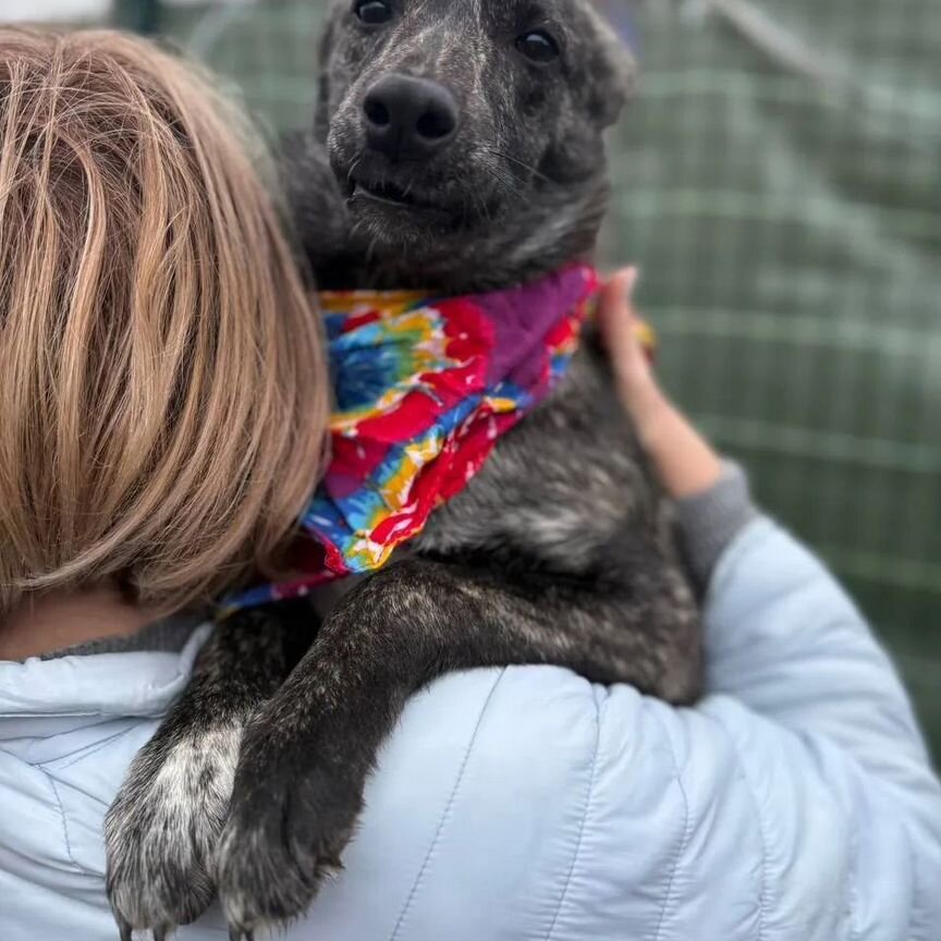 Взрослая собака в добрые руки