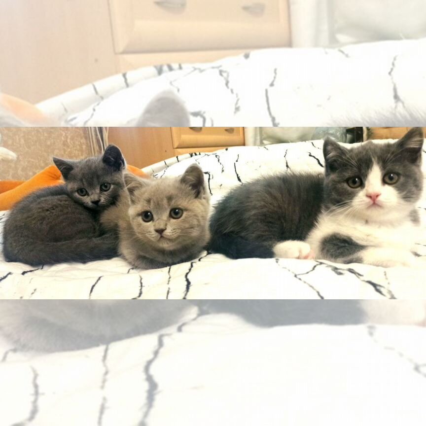 Британские котята