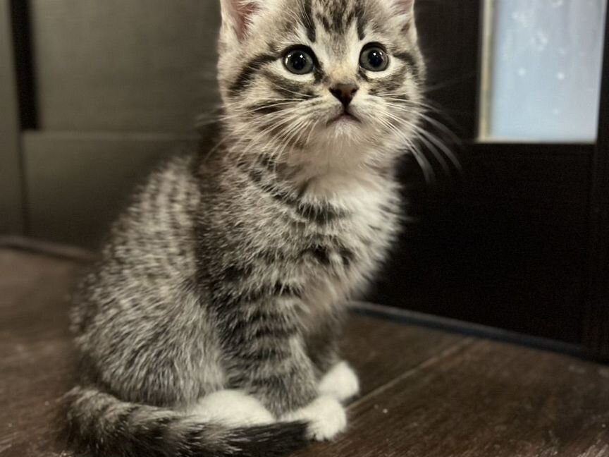 Котята от шотландской кошки