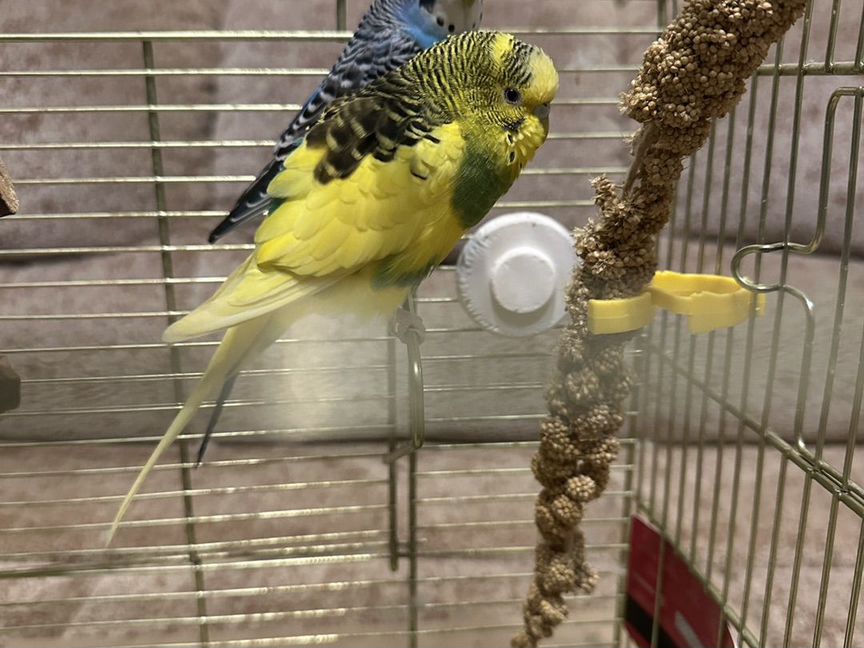 Волнистые попугаи бесплатно