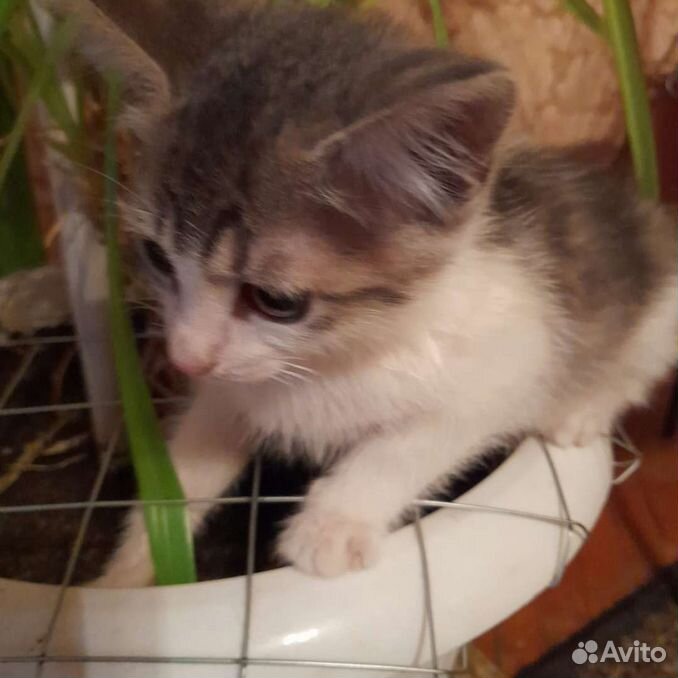 Котятёнок в добрые руки