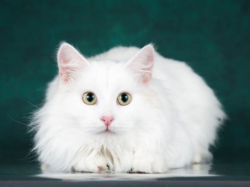 Котик Сахарок