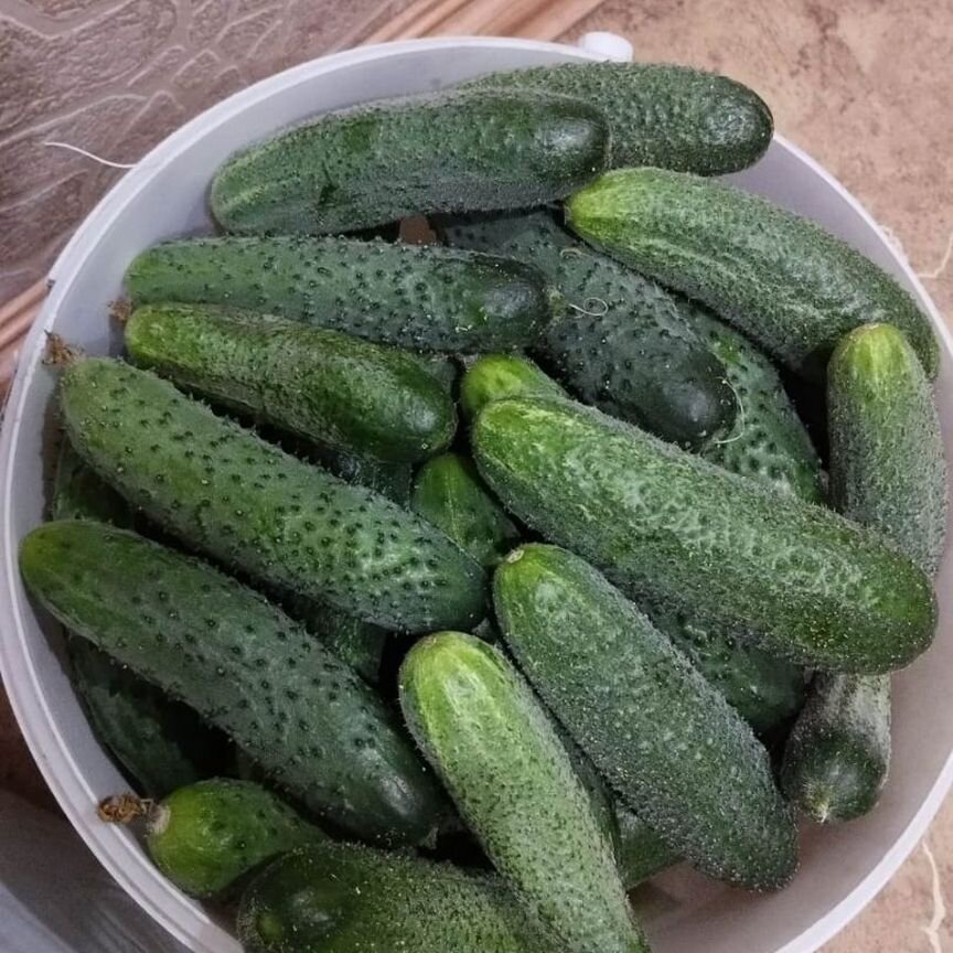 Огурцы свежие