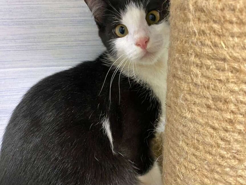 Котенок хороший парень