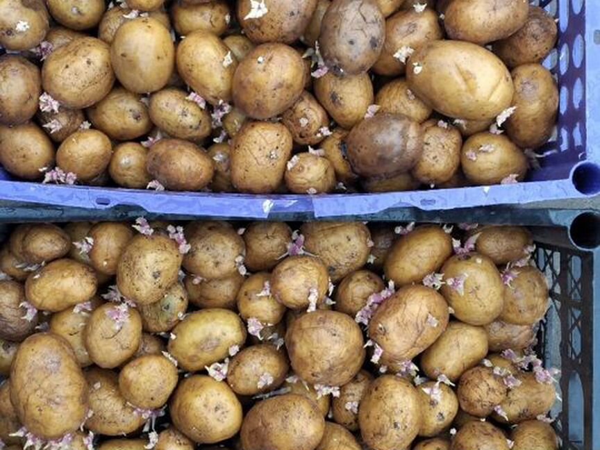 Картофель мелкий на корм скоту