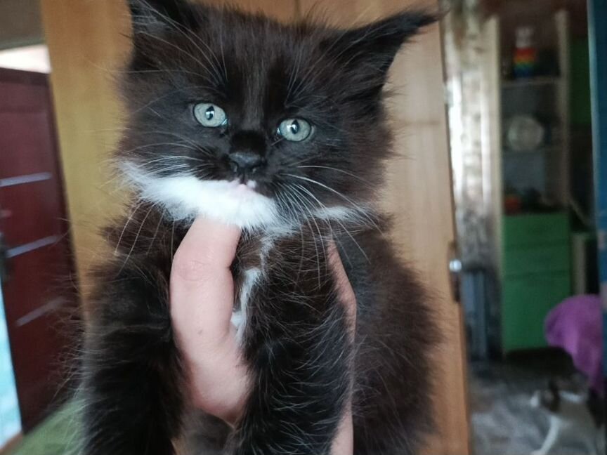 Котята мейн кун