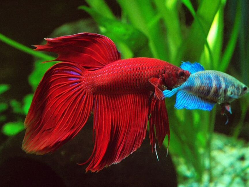 Аквариумные петушки. Разводные