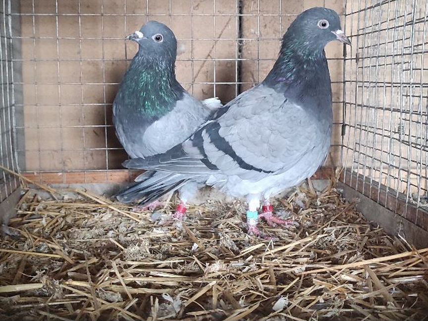 Высоколëтные голуби типплеры