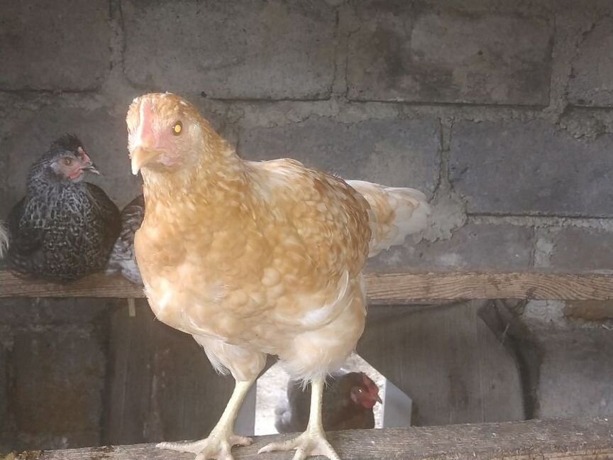 Куры молодки доминанты, родонит, петушки молодые