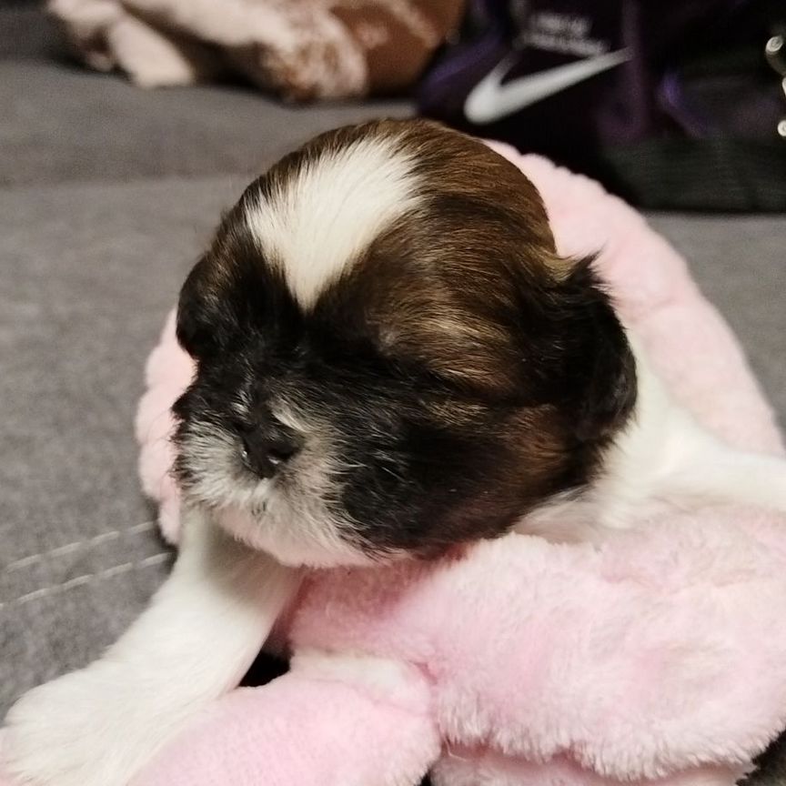 Ши-тцу, щенок