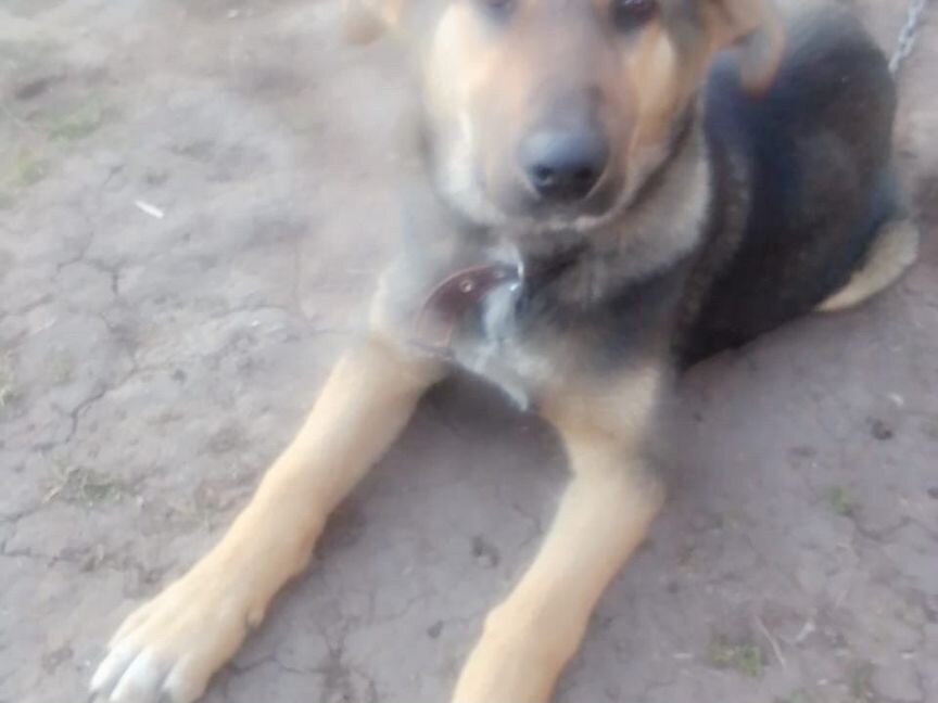 Собака в добрые руки