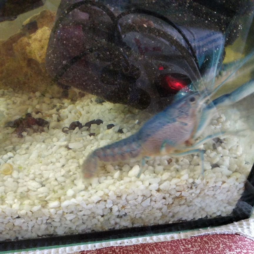 Рачки аквариумные