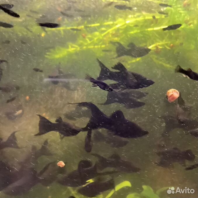 Рыба моллинезия