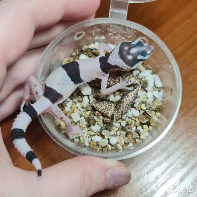 Иранский эублефар, геккон