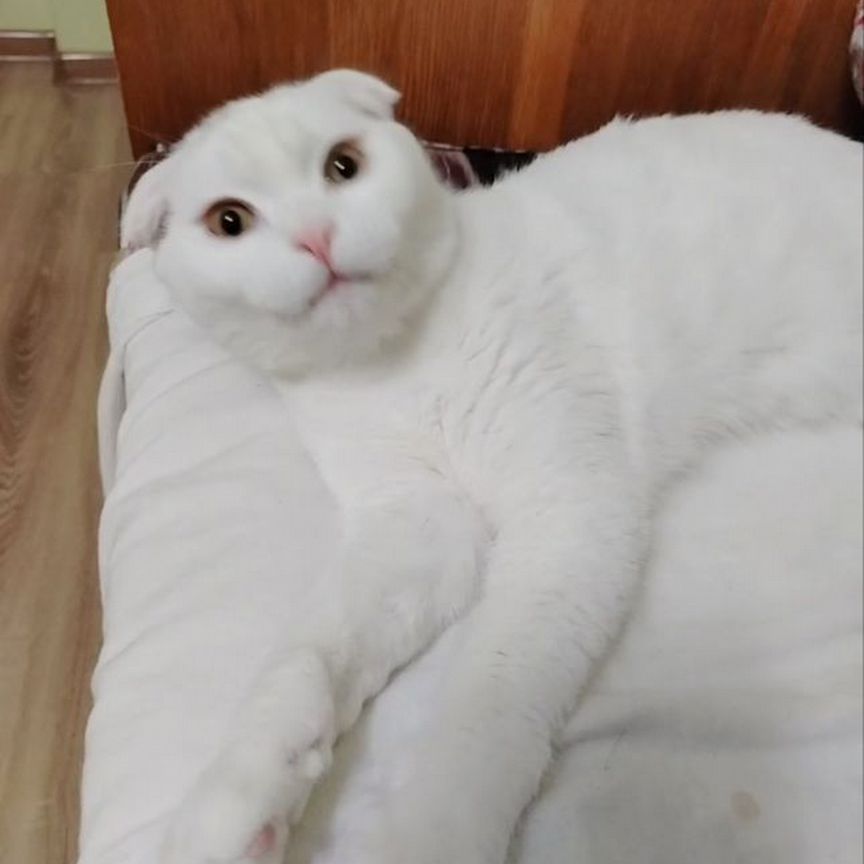 Кот 9 месяц