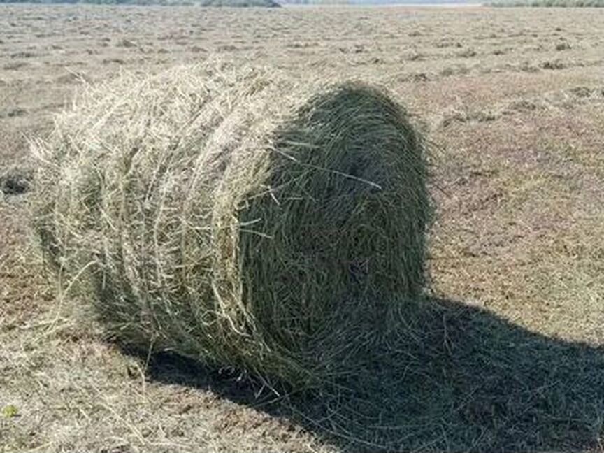 Сено экспарцет с доставкой