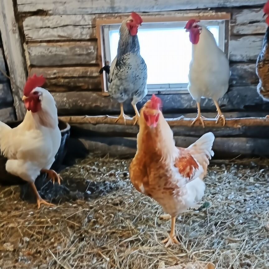 Домашние молодые петухи (07.2025)