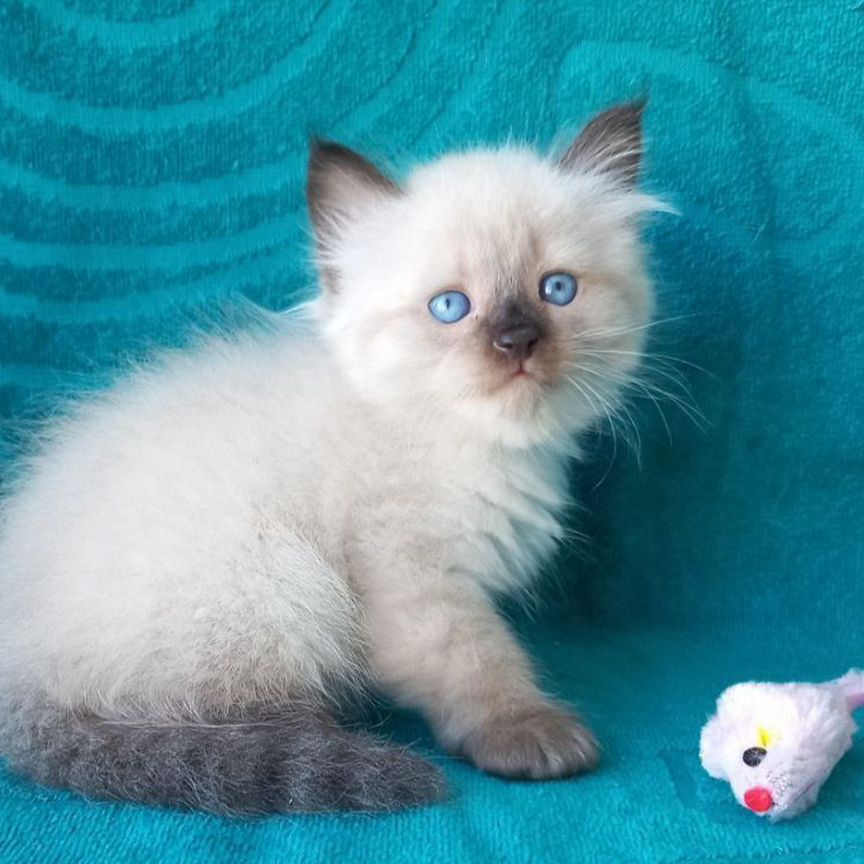Невская маскарадная котята