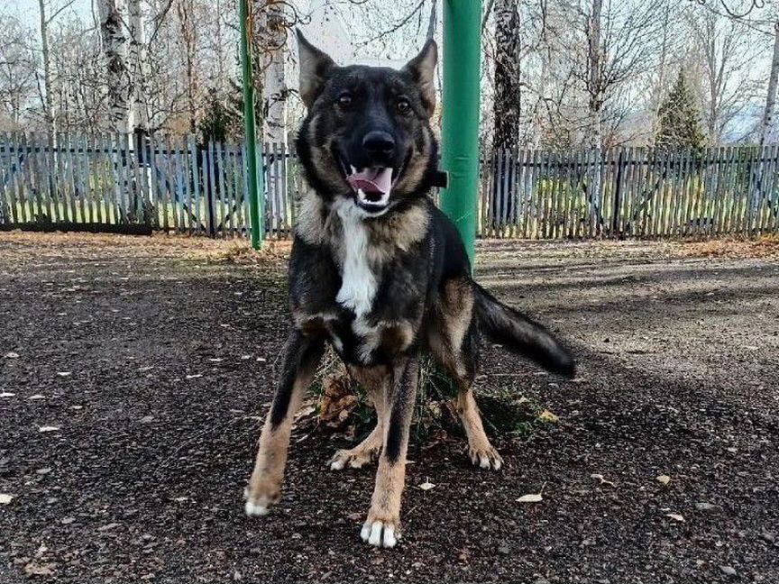 Собака в добрые руки отдам бесплатно