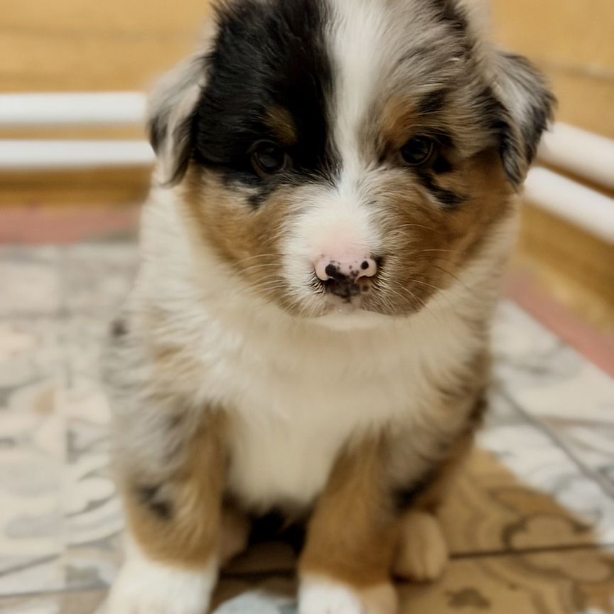 Австралийская овчарка, щенок