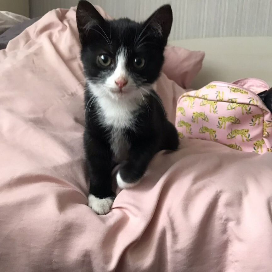 Котенок в добрые руки