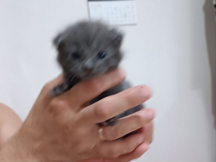 Котятки метисики