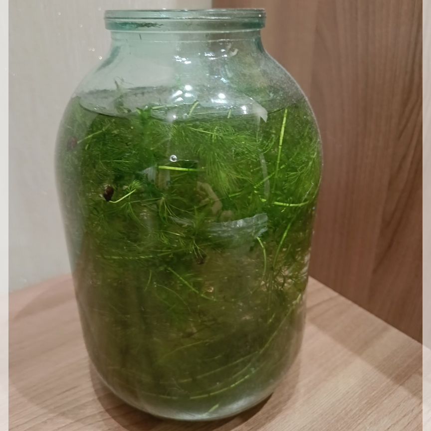 Водоросли для аквариума бесплатно