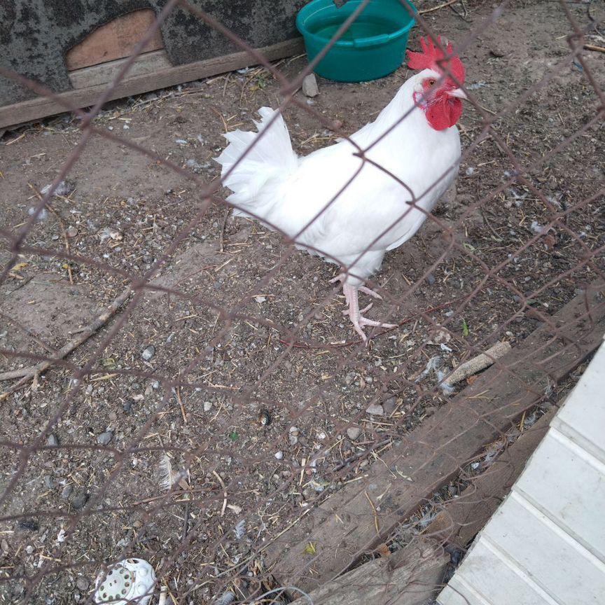 Молодые петухи