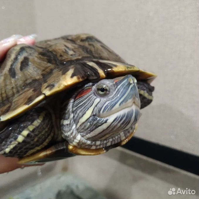 Красноухая черепаха