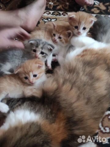 Котята в добрые руки