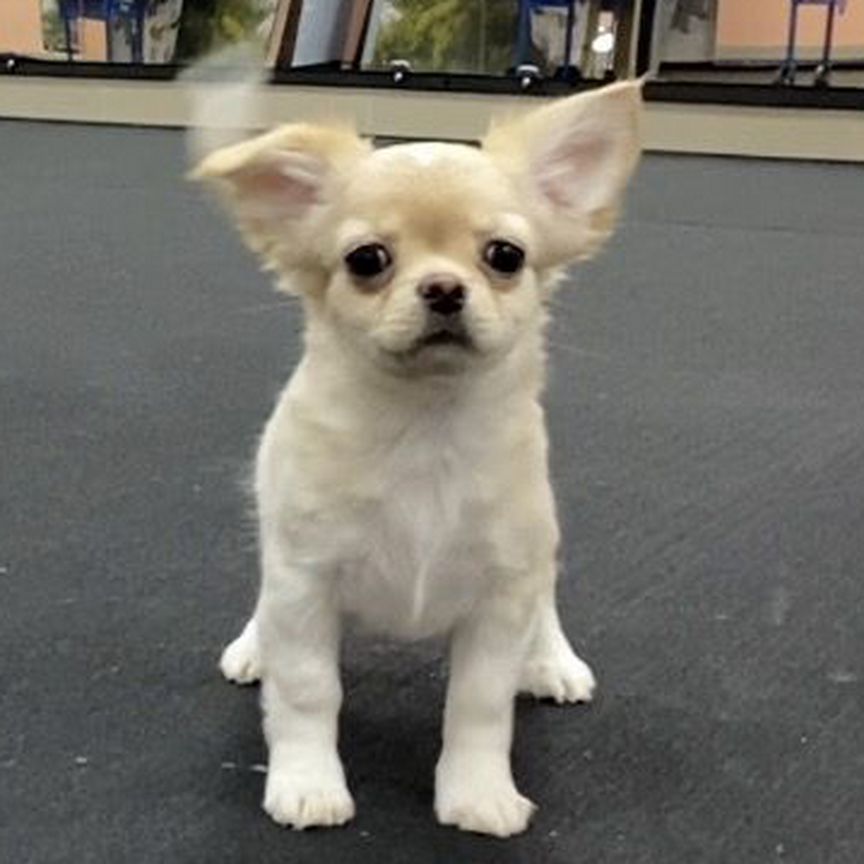 Чихуахуа, щенок