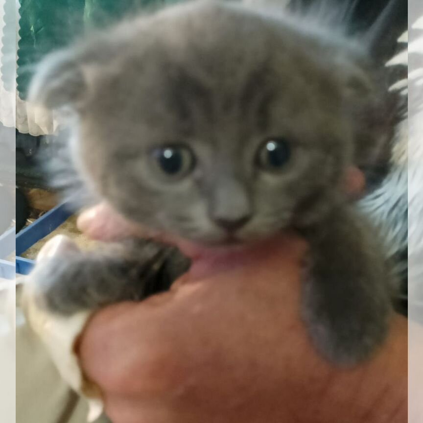 Котята отдам в добрые руки бесплатно