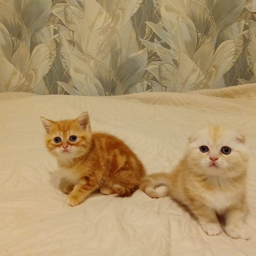 Шотландские солнышки